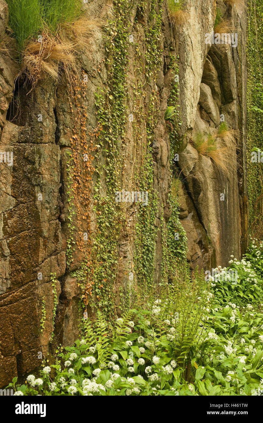 Cliff vegetation hi-res stock photography and images - Alamy