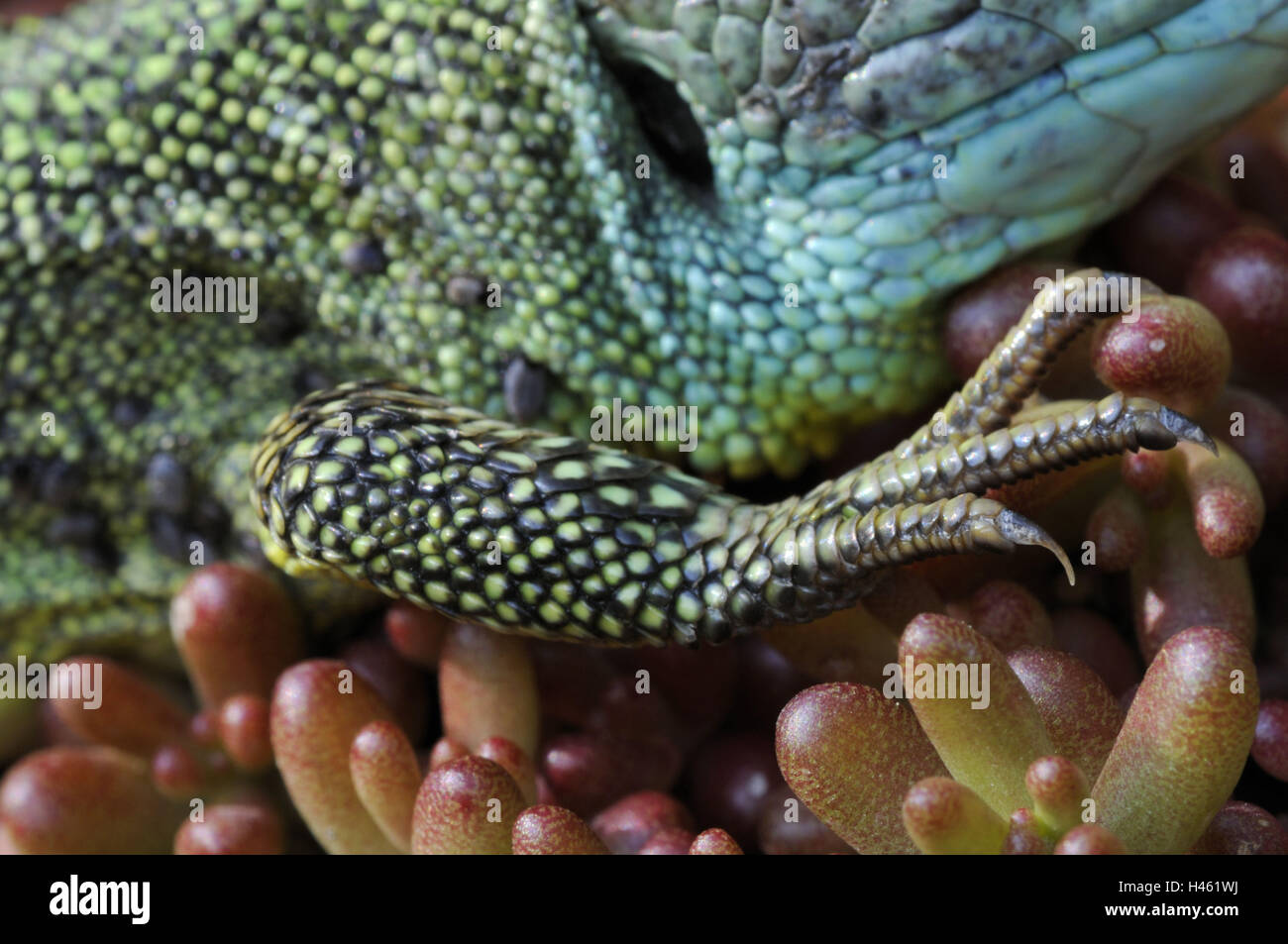 European green lizard, Lacerta viridis, leg, close-up Stock Photo - Alamy