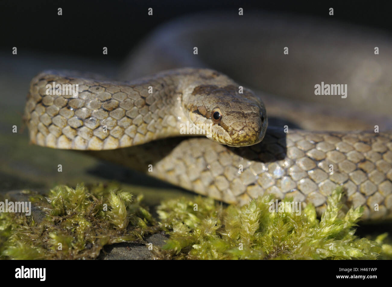 Smooth snakes head hi-res stock photography and images - Alamy