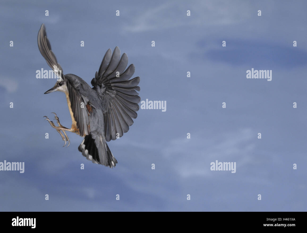 Flying Nuthatch High Resolution Stock Photography and Images - Alamy