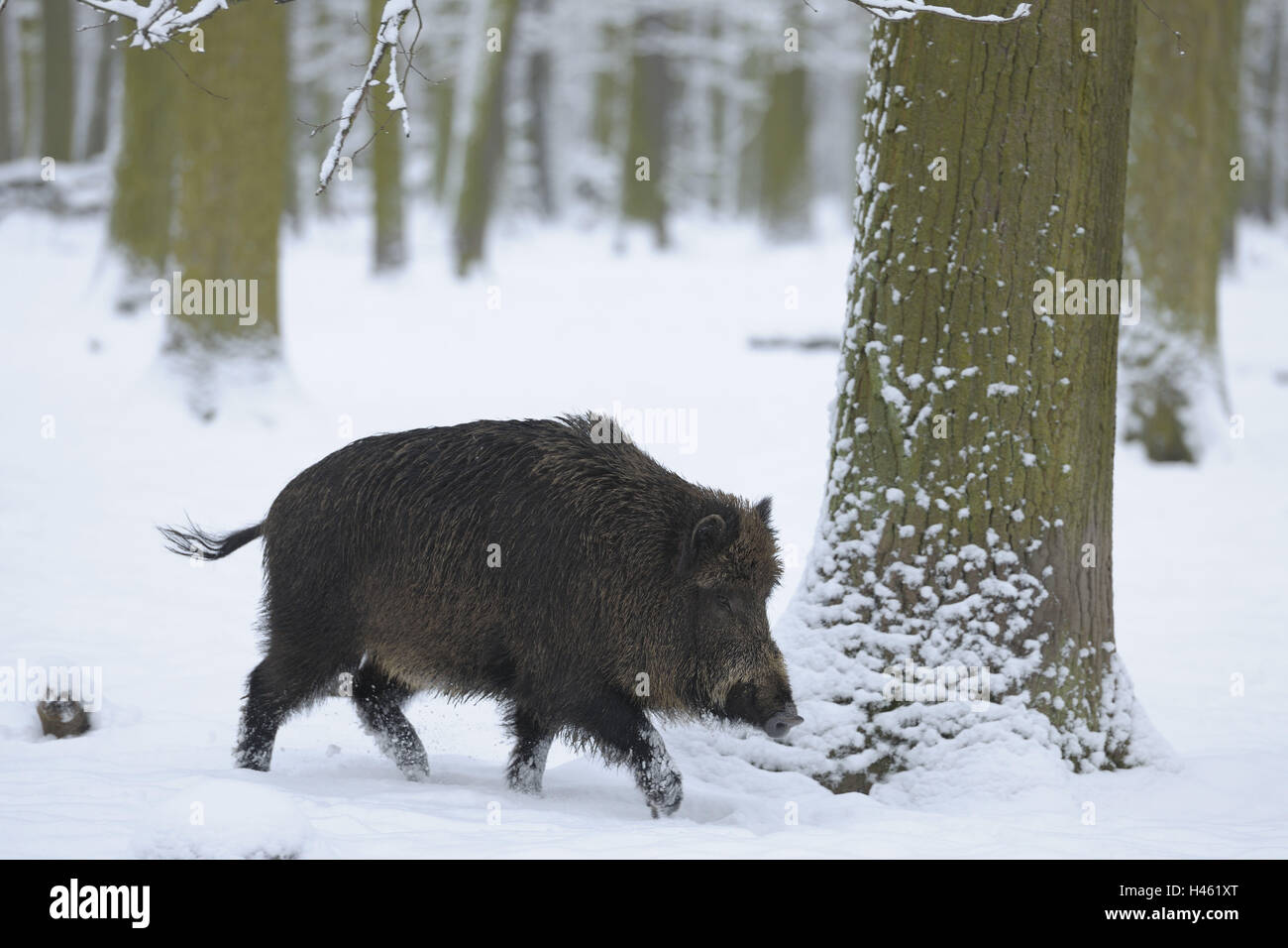 Wild boar germany 2010 hi-res stock photography and images - Alamy