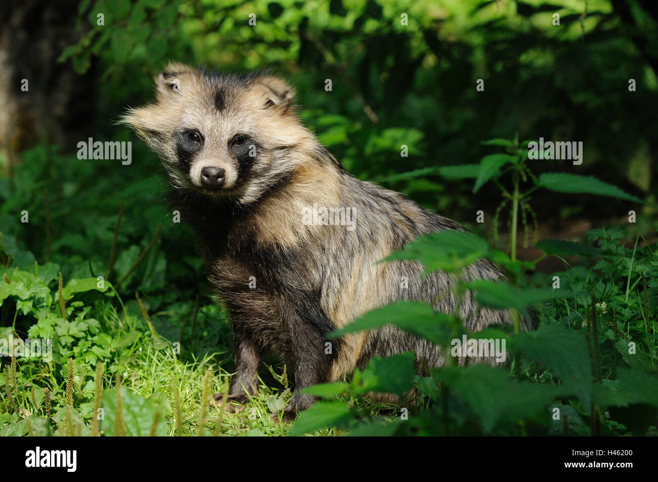 Marten's dog, Nyctereutes procyonoides, wood, view camera Stock Photo ...