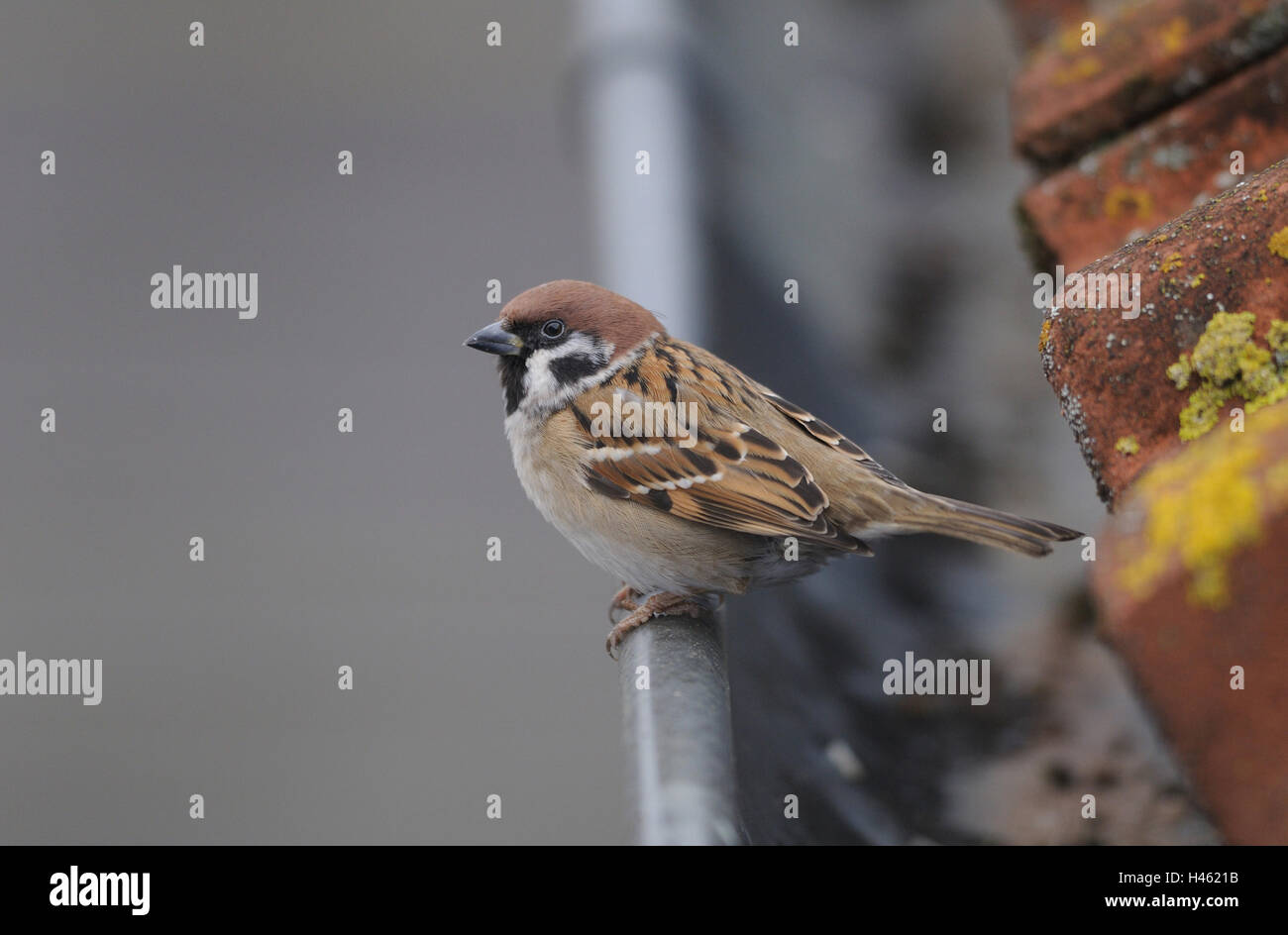 Animal gutter hi-res stock photography and images - Alamy