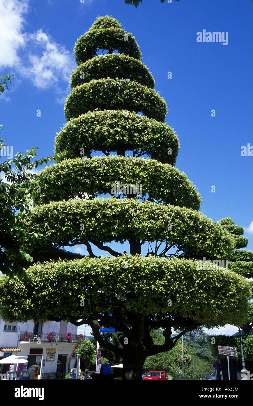 Italy, Tuscany, Lucignano, tree, spiral form editing, form editing ...