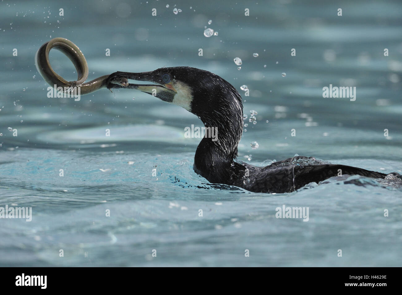 Cormorant, Phalacrocorax carbo, prey, fish Stock Photo - Alamy