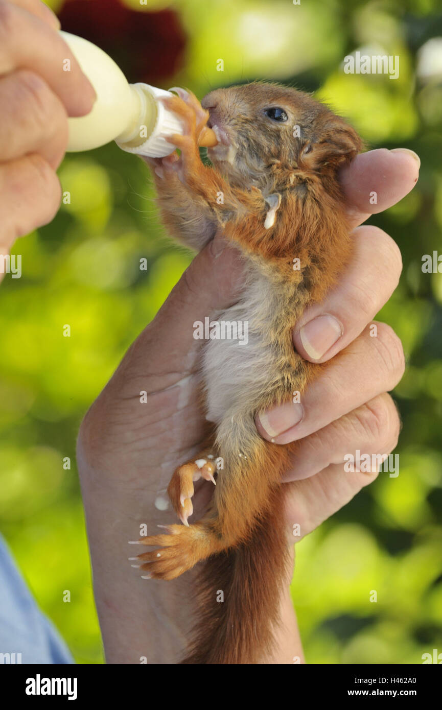 Red squirrel, Sciurus vulgaris, young animal, breeding, baby bottle ...