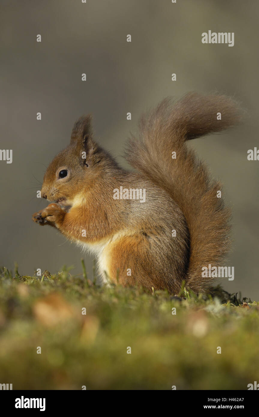 Nut eating animals hi-res stock photography and images - Alamy