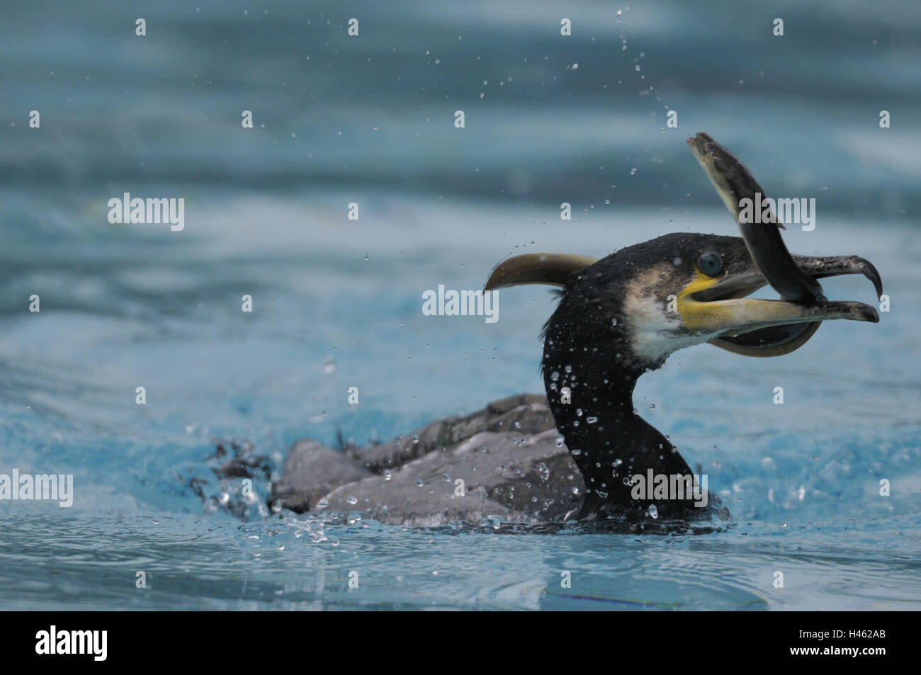 Prey fish hi-res stock photography and images - Alamy