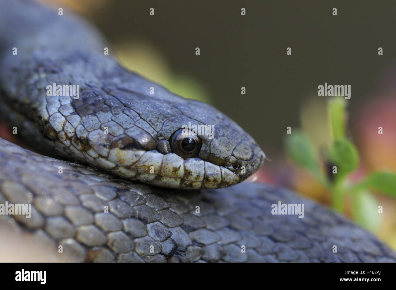 Smooth snakes head hi-res stock photography and images - Alamy
