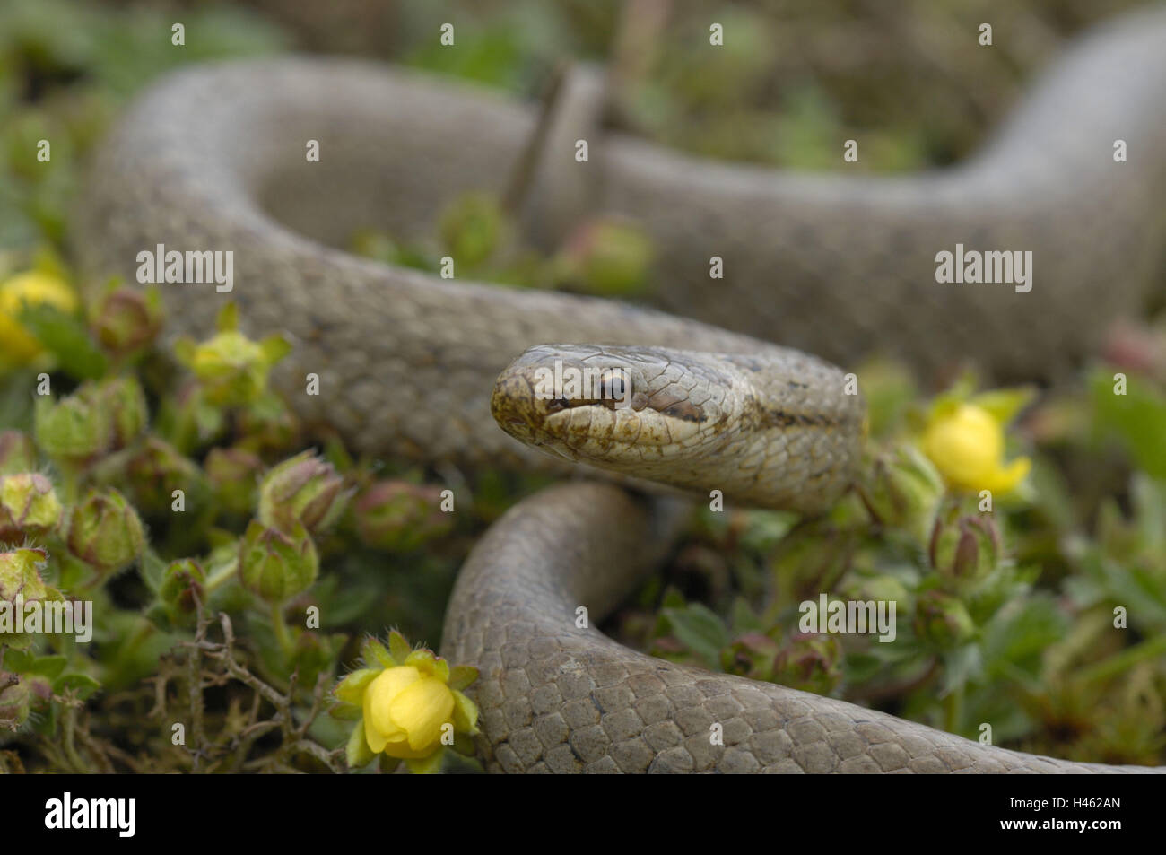 Smooth snake hi-res stock photography and images - Alamy