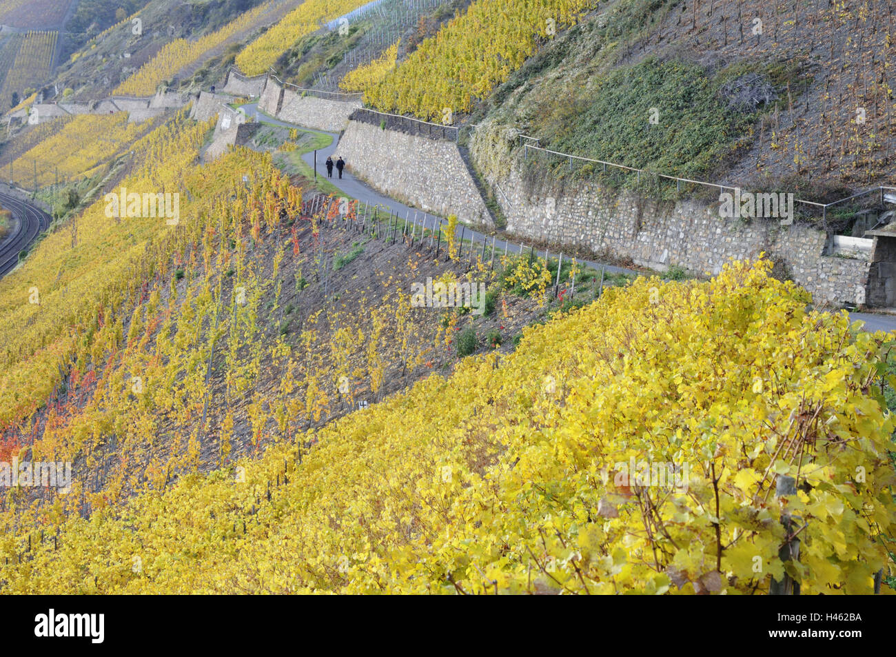 Germany, Middle Rhine, Bopparder Hamm, vineyards, autumn Stock Photo ...
