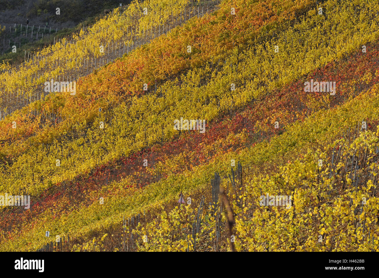 Rhine Wine High Resolution Stock Photography and Images - Alamy