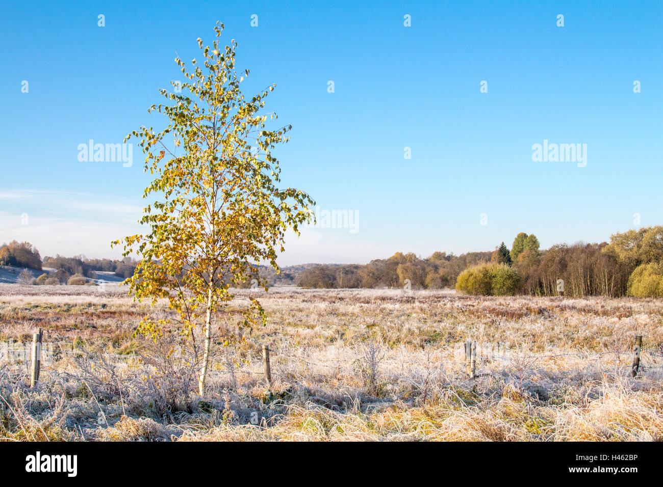 Single birch tree on autumn frosty meadow at dawn Stock Photo - Alamy