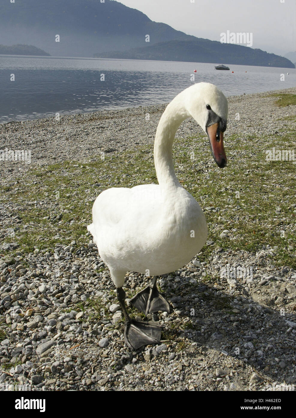 Swan, lakeside, Italy, Lombardy, Comersee, lake, shore, Domaso, hump ...