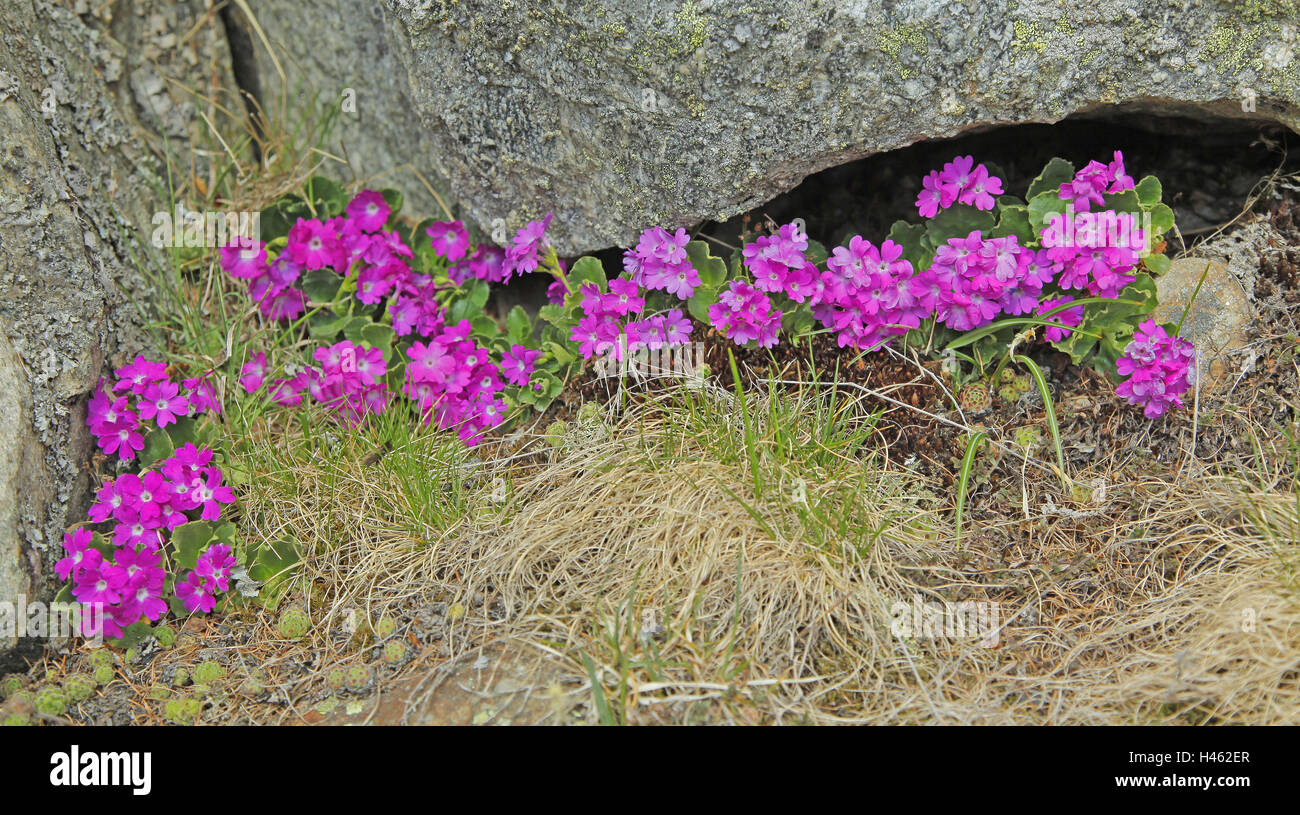 Hairy primrose primula hirsuta hi-res stock photography and images - Alamy