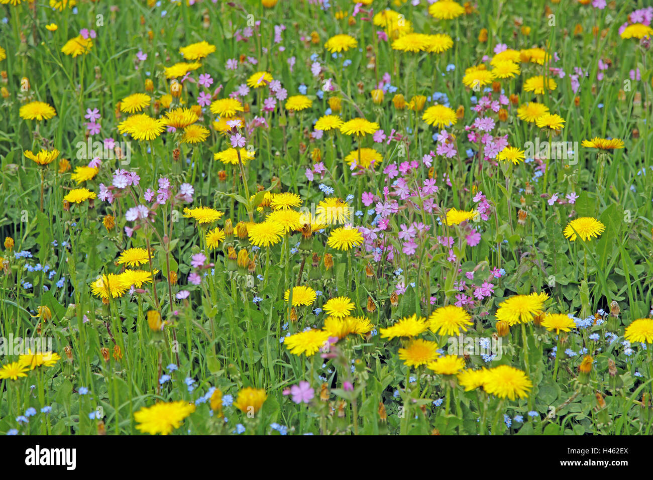 Flower meadow in the spring Stock Photo - Alamy