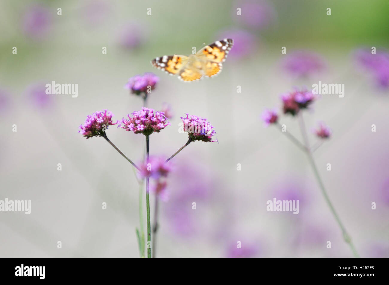 Butterfly in the approach on purple blossoms, Papilionaceae spec Stock ...
