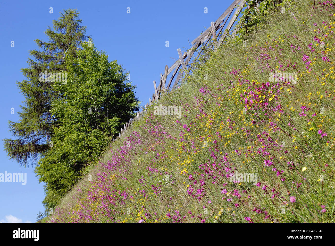 Mountain flower meadow, steep slope Stock Photo - Alamy