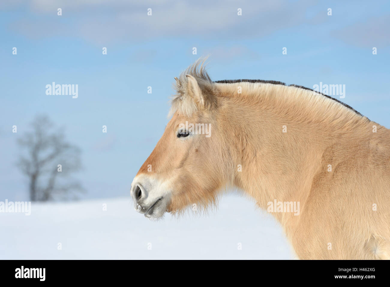 Norwegian Fjord horse in winter Stock Photo - Alamy