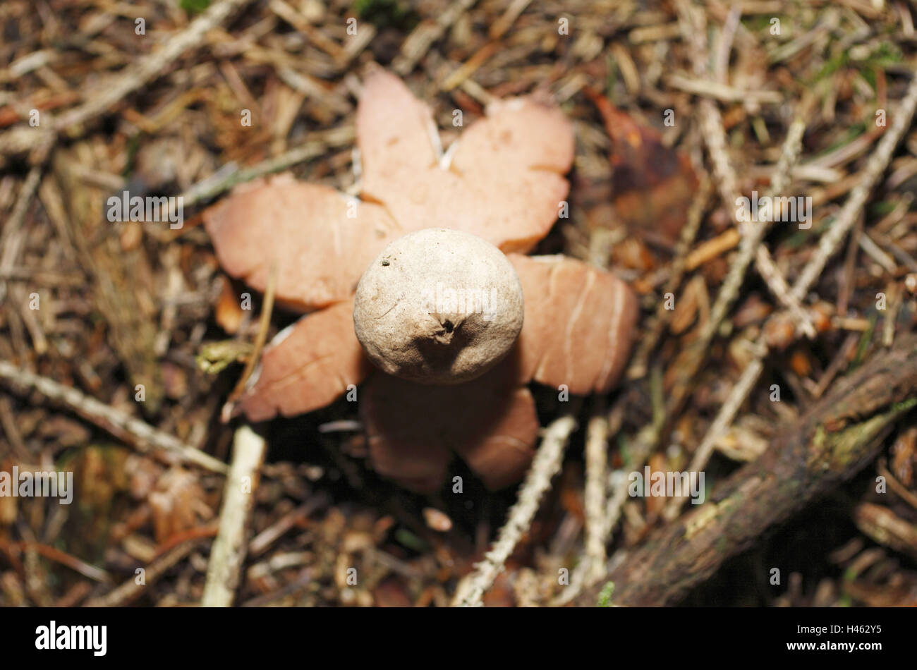 Geastrum rufescens hi-res stock photography and images - Alamy