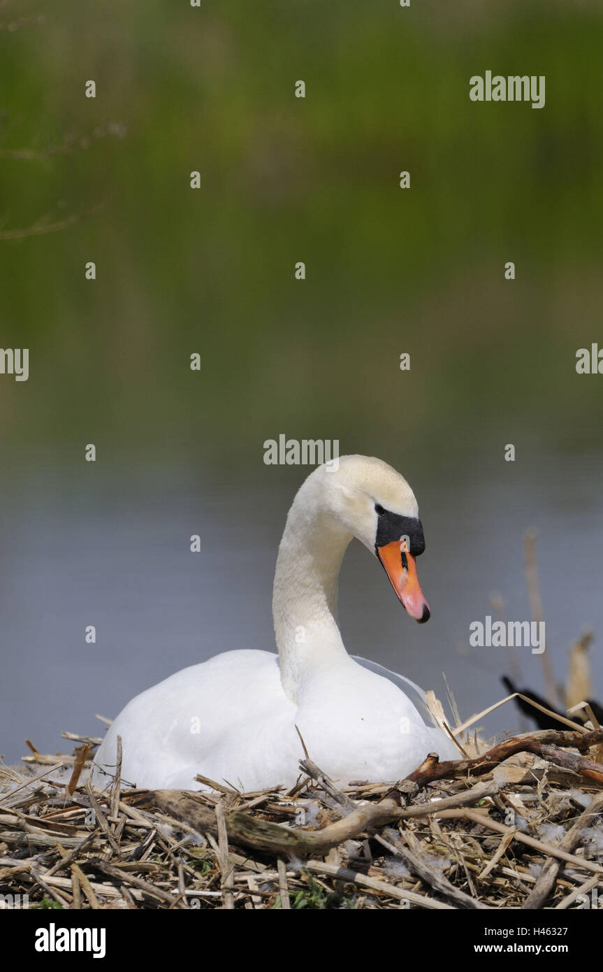 Hump swan, Cygnus olor, nest, hatch Stock Photo - Alamy