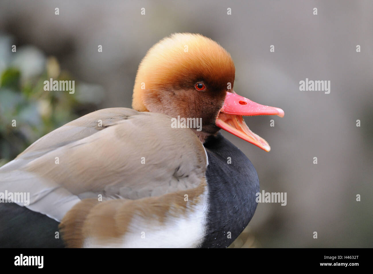 Side view of duck hi-res stock photography and images - Alamy