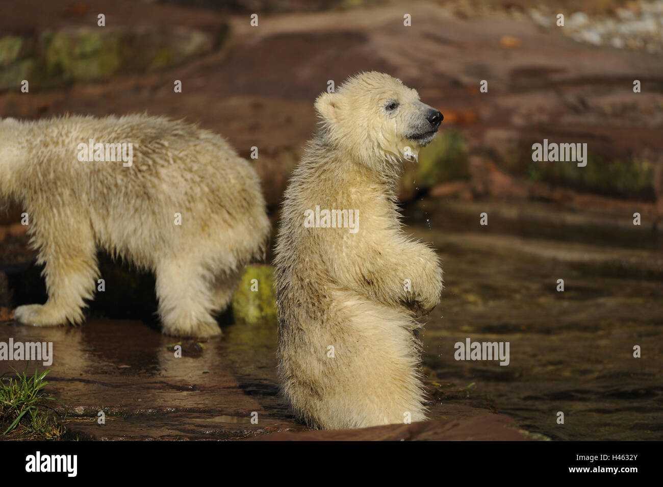 Animals without legs hi-res stock photography and images - Alamy