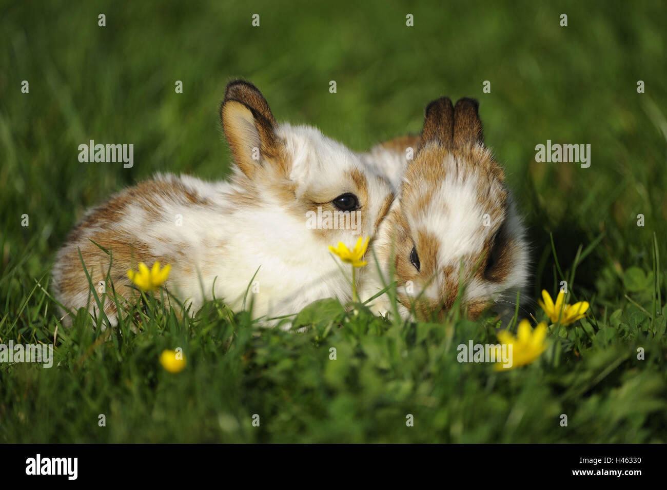Rabbits hi-res stock photography and images - Alamy