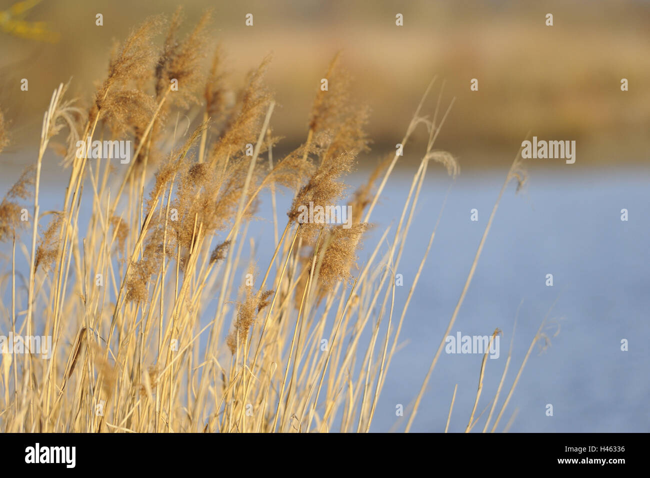Lakeside habitat hi-res stock photography and images - Alamy