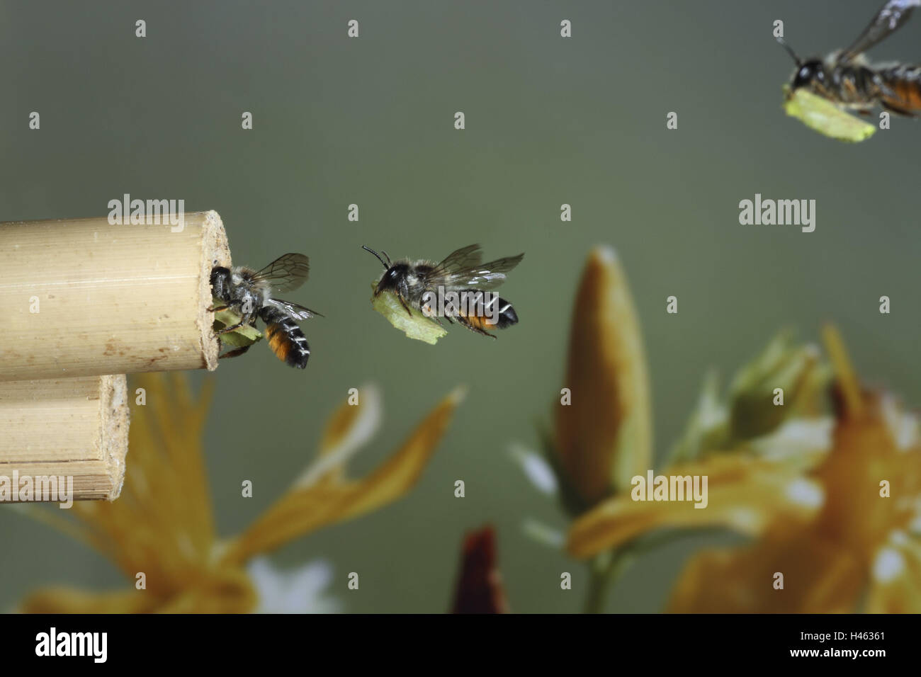 Blattschneider bee, Megachile, M, in the flight Stock Photo - Alamy