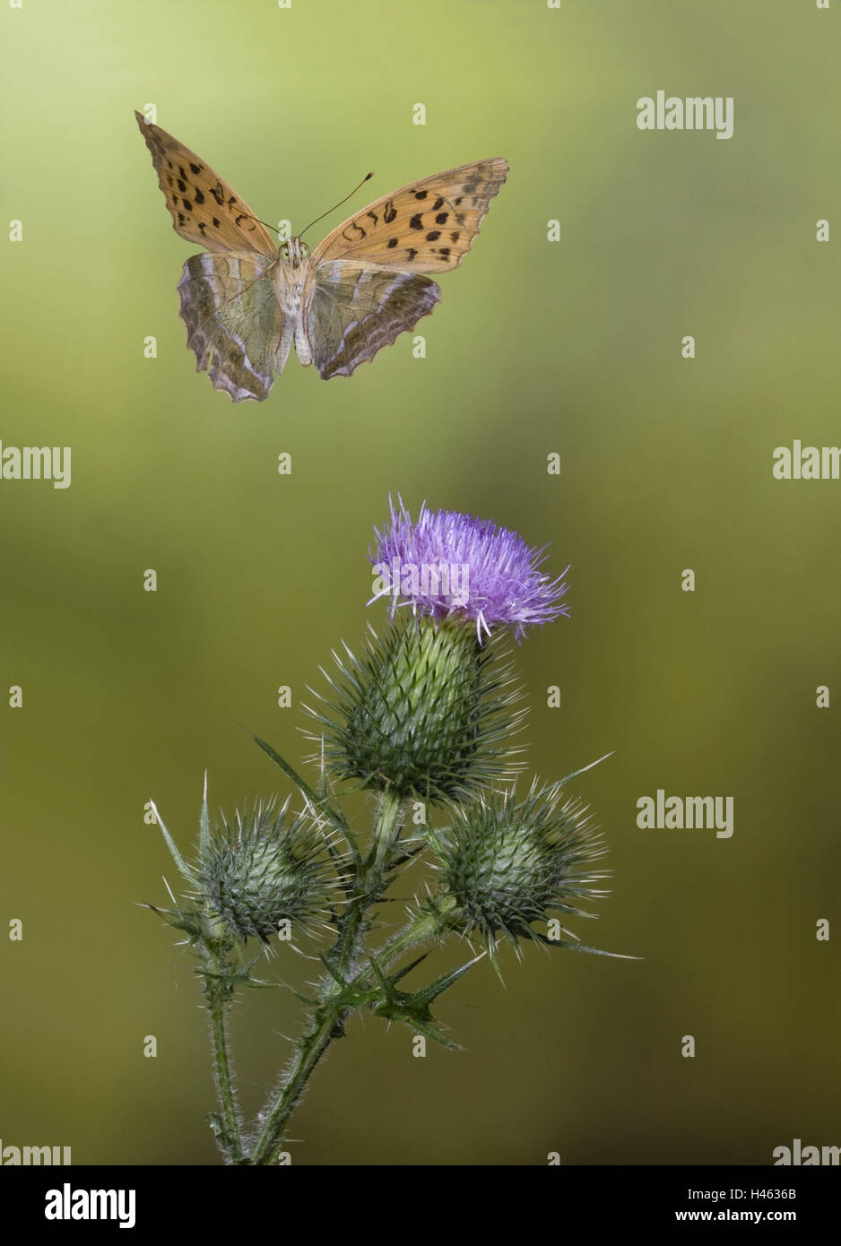 silver-washed fritillary, Argynnis paphia, in flight Stock Photo - Alamy