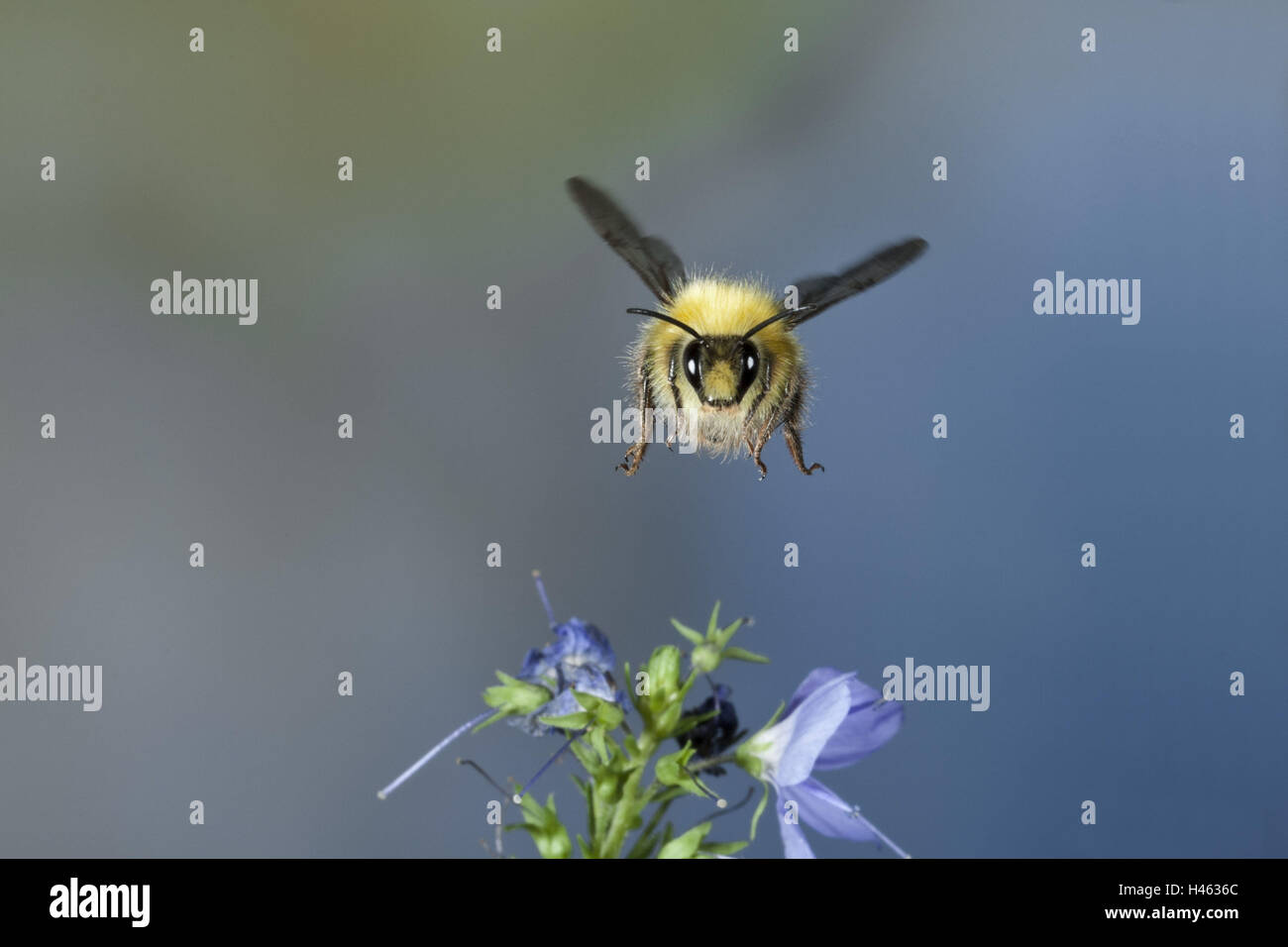 white-tailed bumblebee, Bombus lucorum, in flight Stock Photo - Alamy