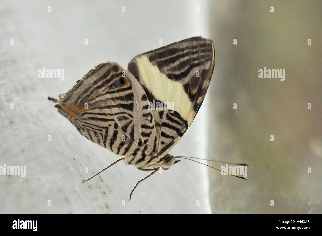 Exotic butterfly, small Stock Photo - Alamy