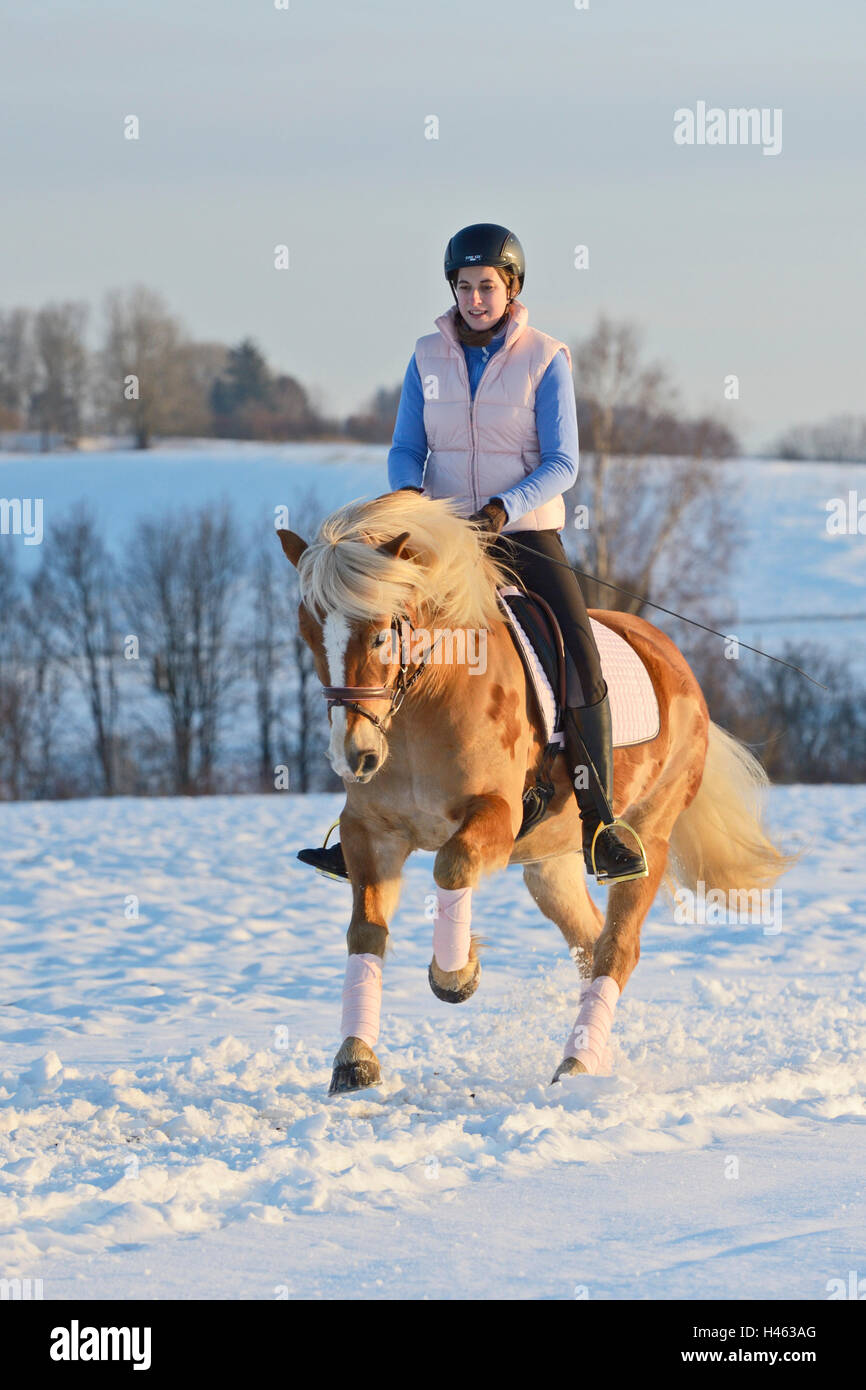 Ride out on Haflinger horse in winter in the evening Stock Photo - Alamy