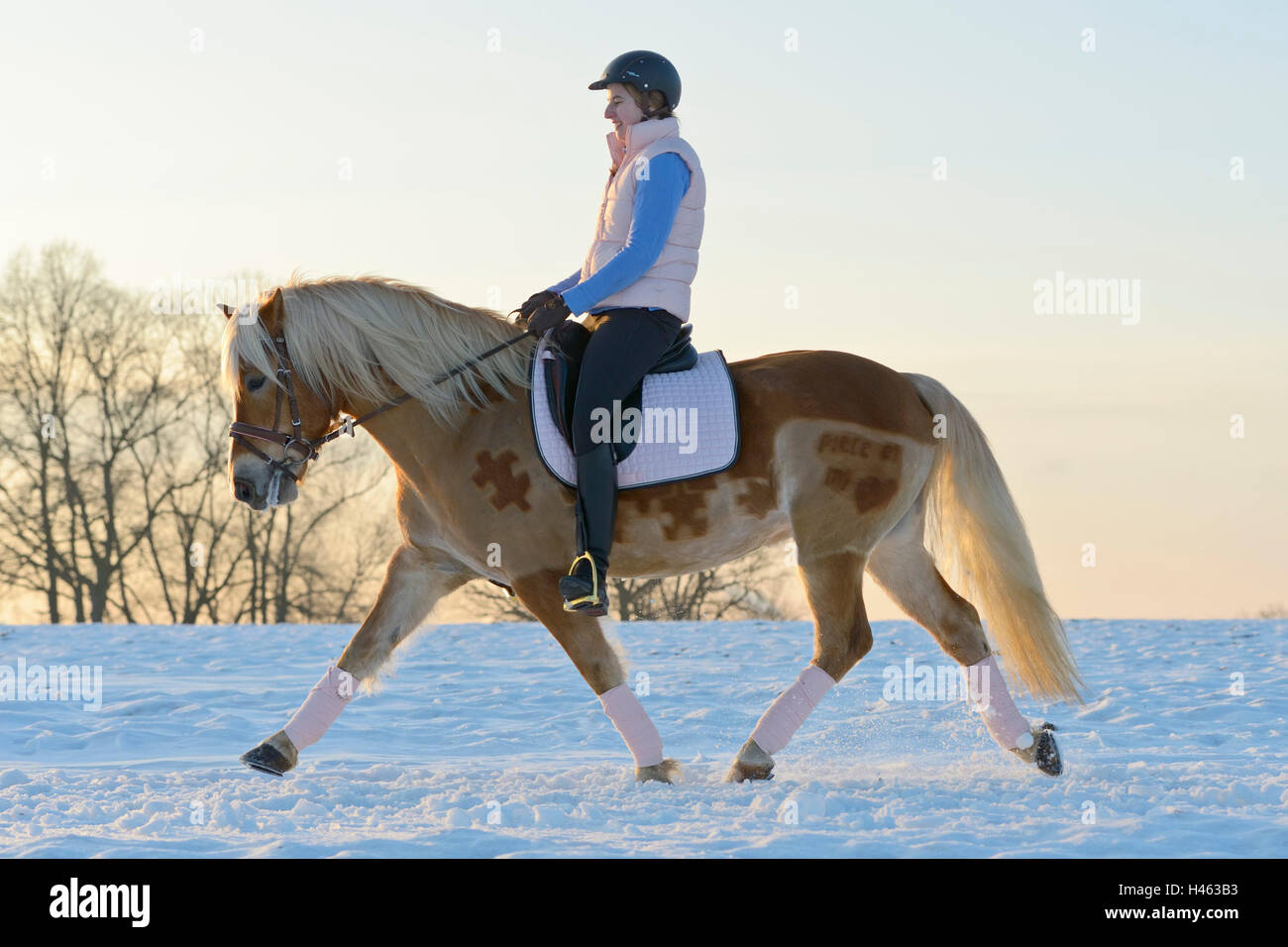 Ride out on Haflinger horse in winter in the evening Stock Photo - Alamy