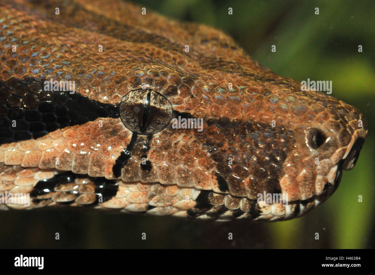 Boa constrictor close up hi-res stock photography and images - Alamy