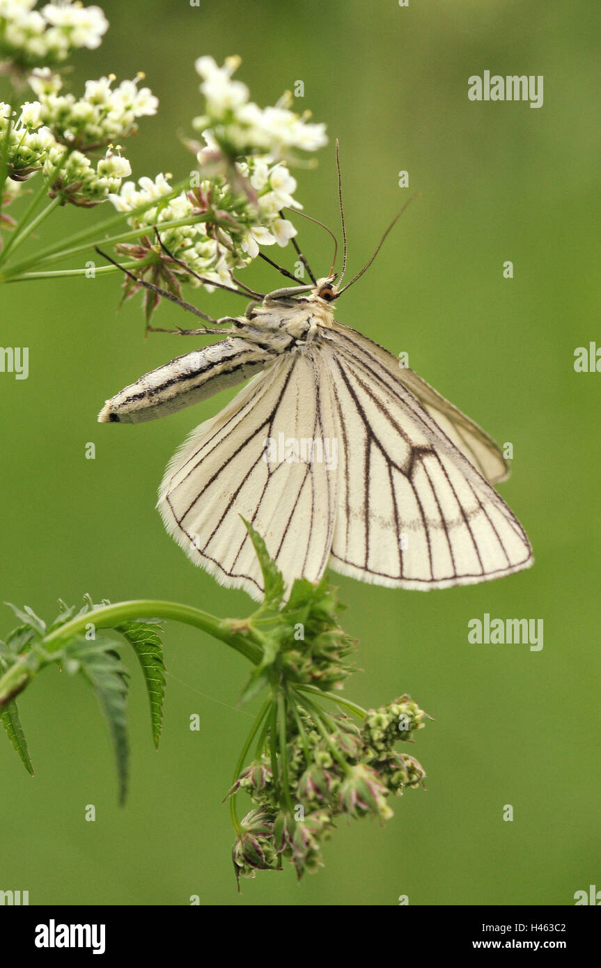 Black-veined moth, side view Stock Photo - Alamy