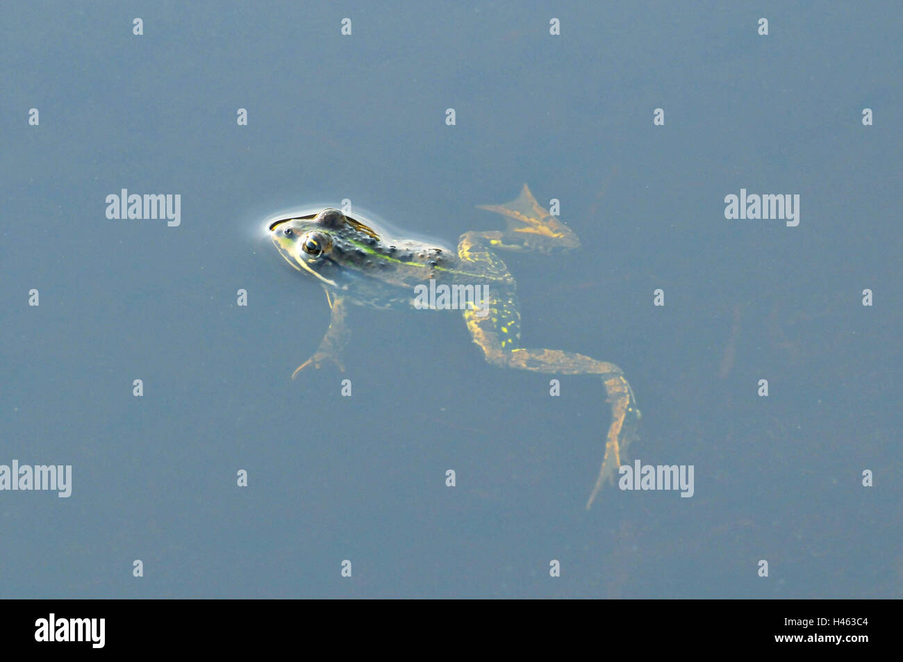Frog in swimming pool hi-res stock photography and images - Alamy