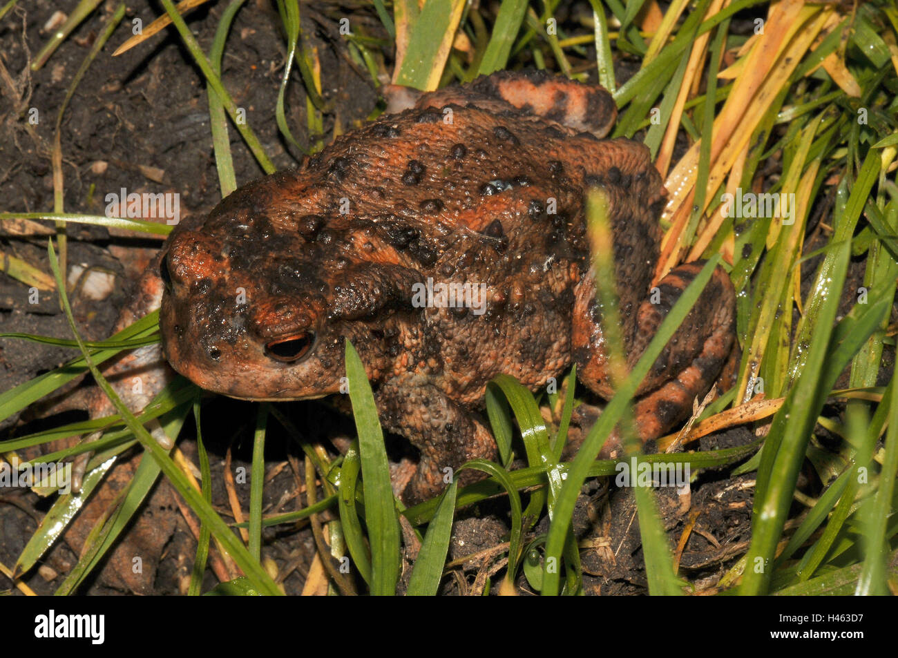 Earth toad on damp floor Stock Photo - Alamy