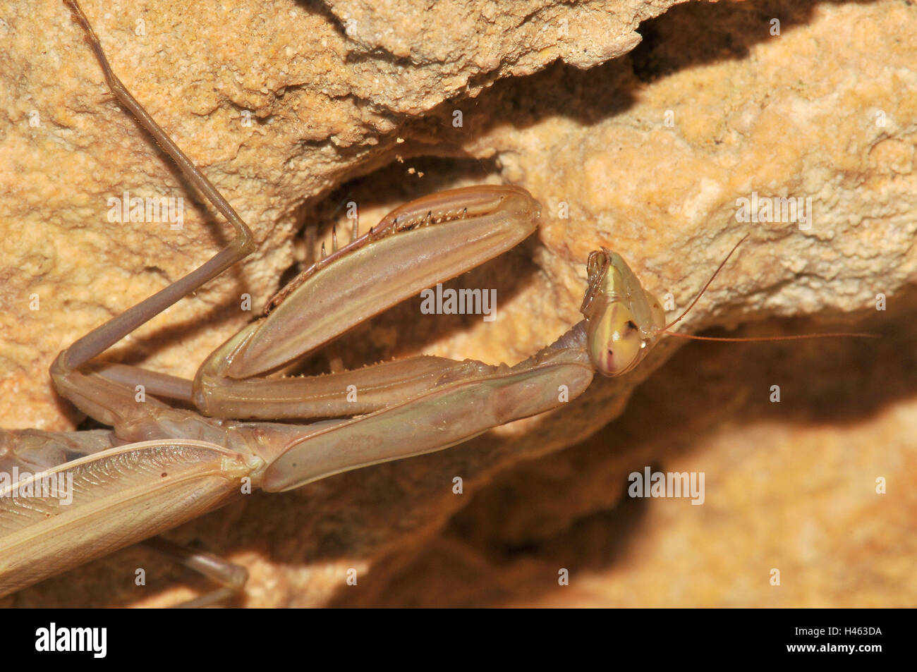 Common praying mantis, female, portrait Stock Photo - Alamy