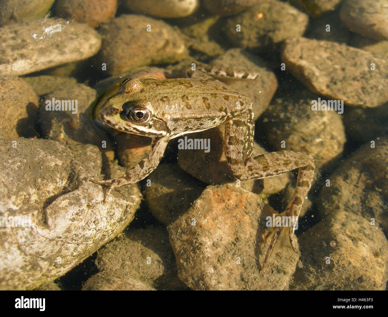 Small young marsh frog hi-res stock photography and images - Alamy