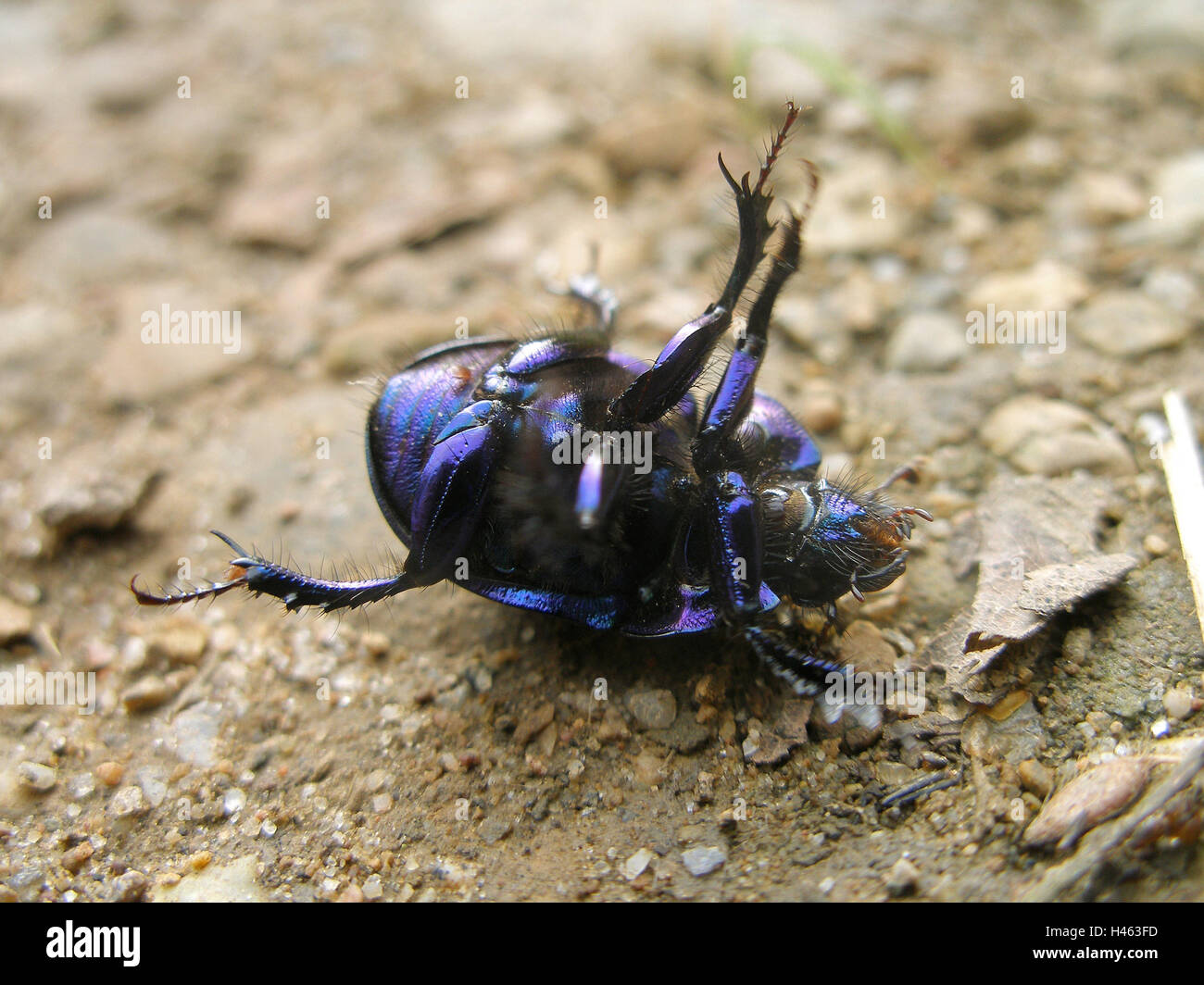 Dung Beetle Anoplotrupes Stercorosus High Resolution Stock Photography ...