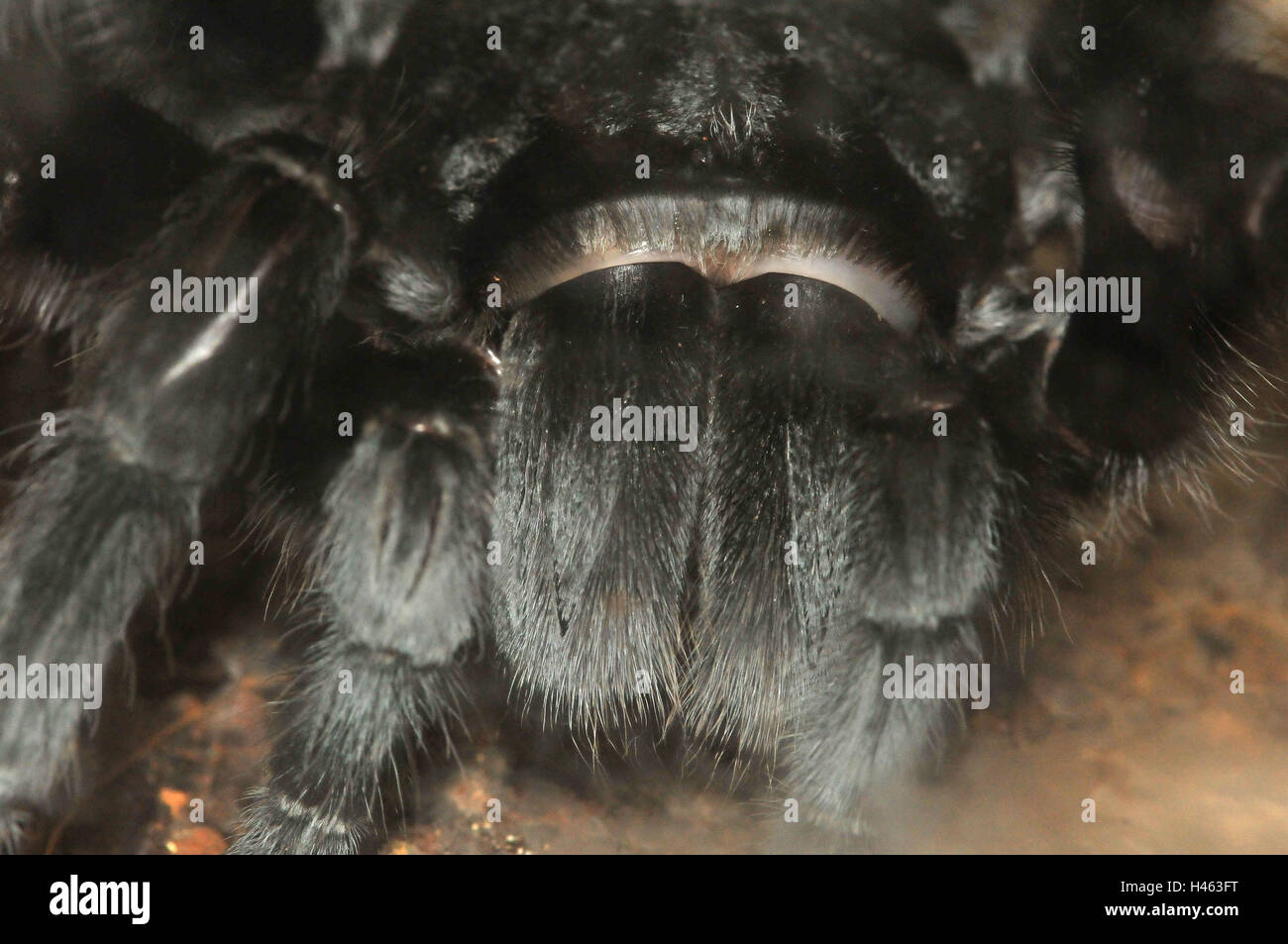 Vogel's spider, head, close up Stock Photo - Alamy