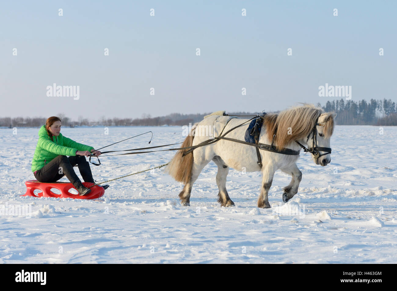 Shetland pony drawing a sleigh Stock Photo - Alamy