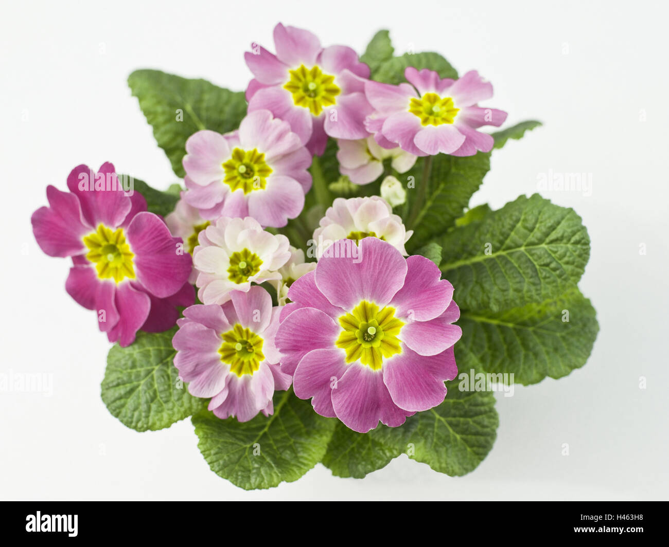 Hybrid primula hi-res stock photography and images - Alamy