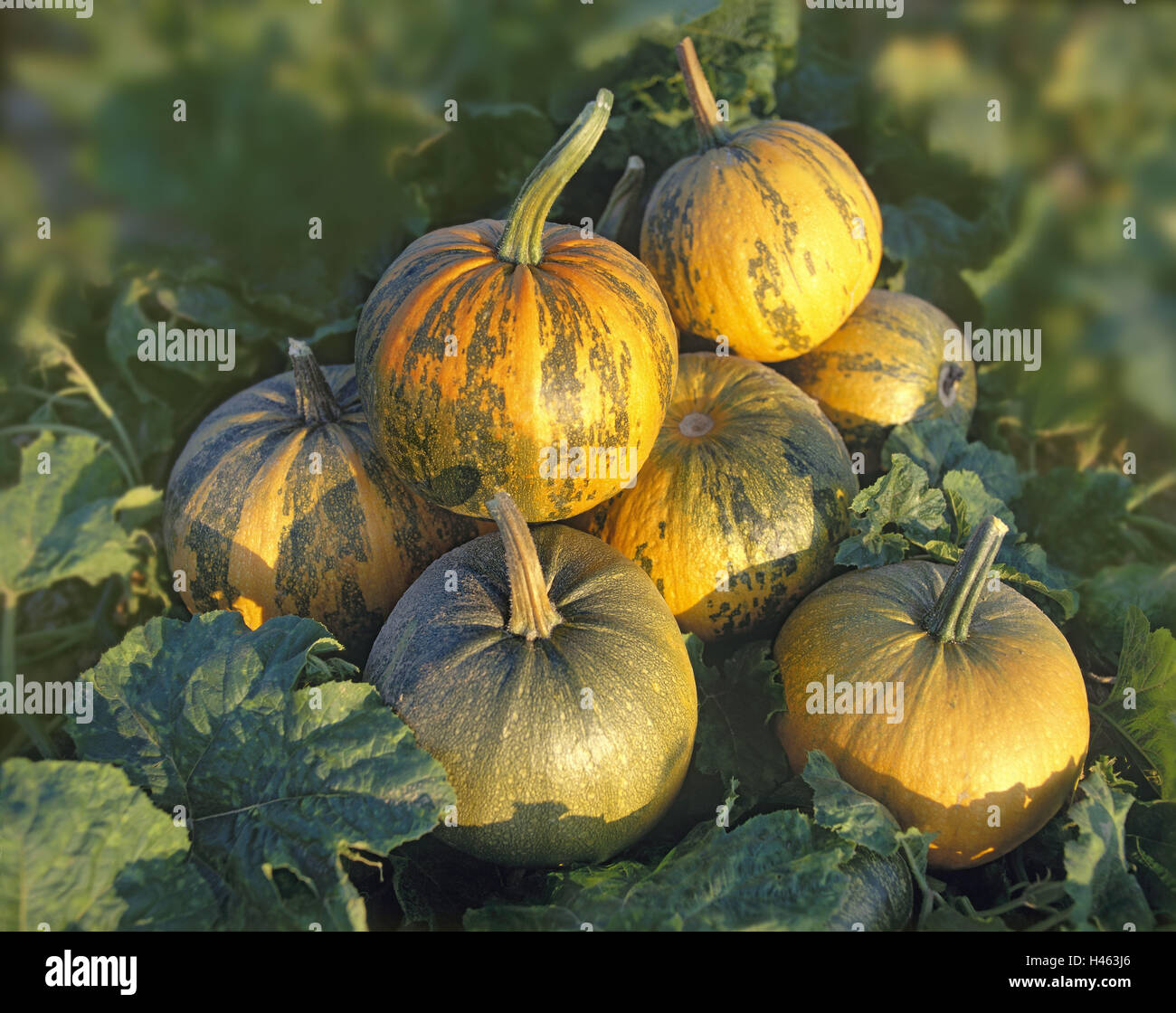 Nuclear pumpkin, Cucurbita, pumpkin plants, pumpkin field, leaves, the ...