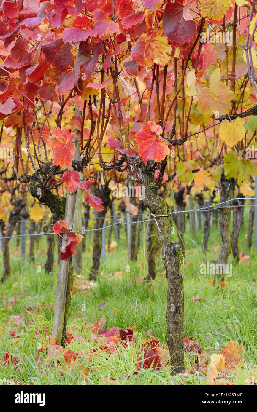 Vines leaves hi-res stock photography and images - Alamy