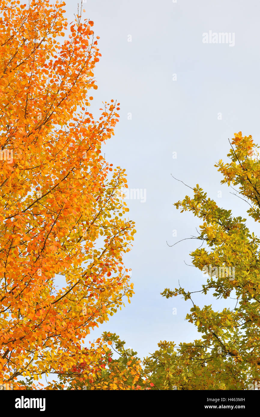 Trees, autumn foliage Stock Photo - Alamy