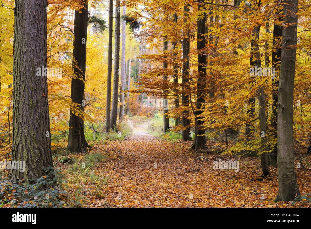 Forest way in autumn Stock Photo - Alamy