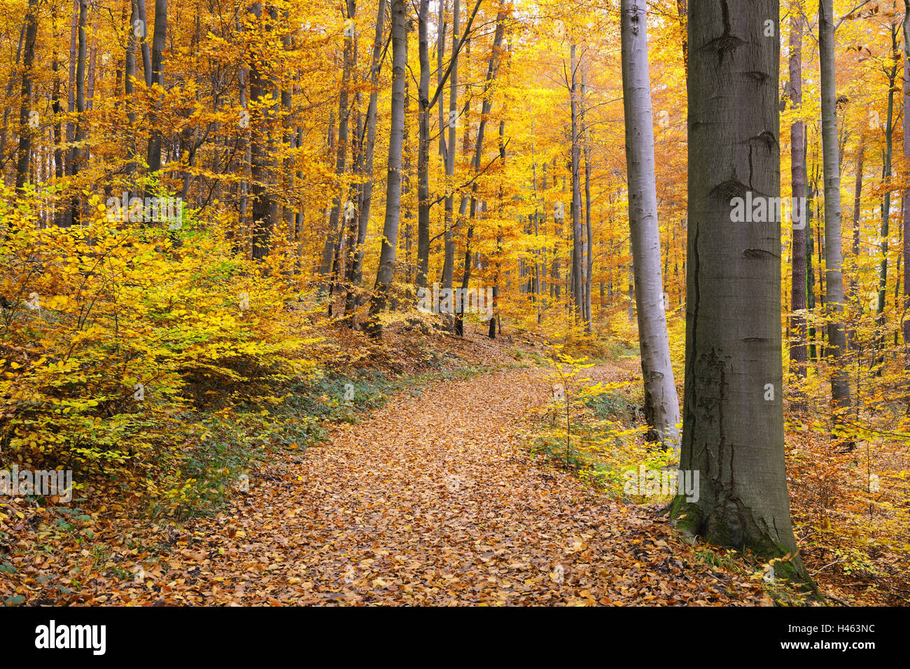 Forest way in autumn Stock Photo - Alamy